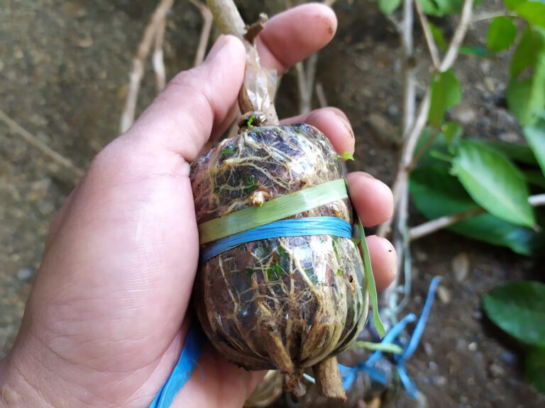 AIR LAYERING IN 10 STEPS | Improved Cultivars | Grafting Tree